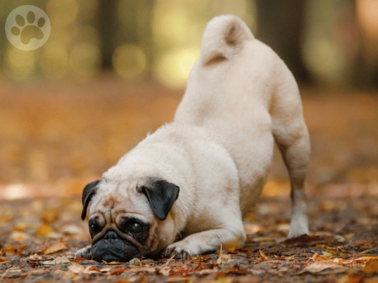 MundoPug - Classificação das cores do Pug: Fulvo, Abricot, Prata, Preto ...