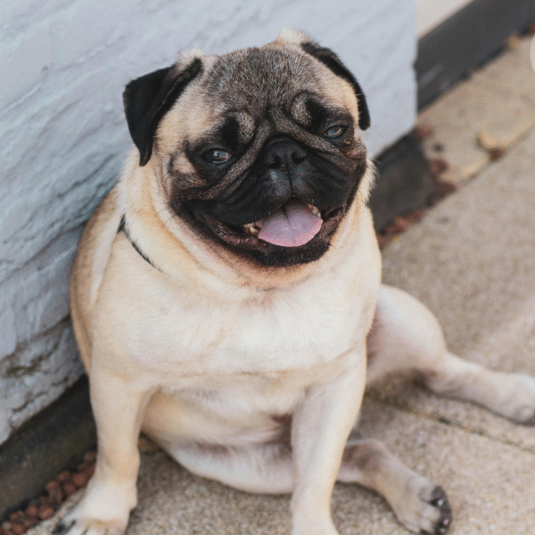 MundoPug - Classificação das cores do Pug: Fulvo, Abricot, Prata, Preto ...